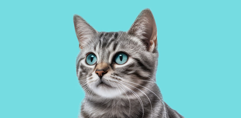Deciphering your cat’s language – Kasper The Friendly Kat