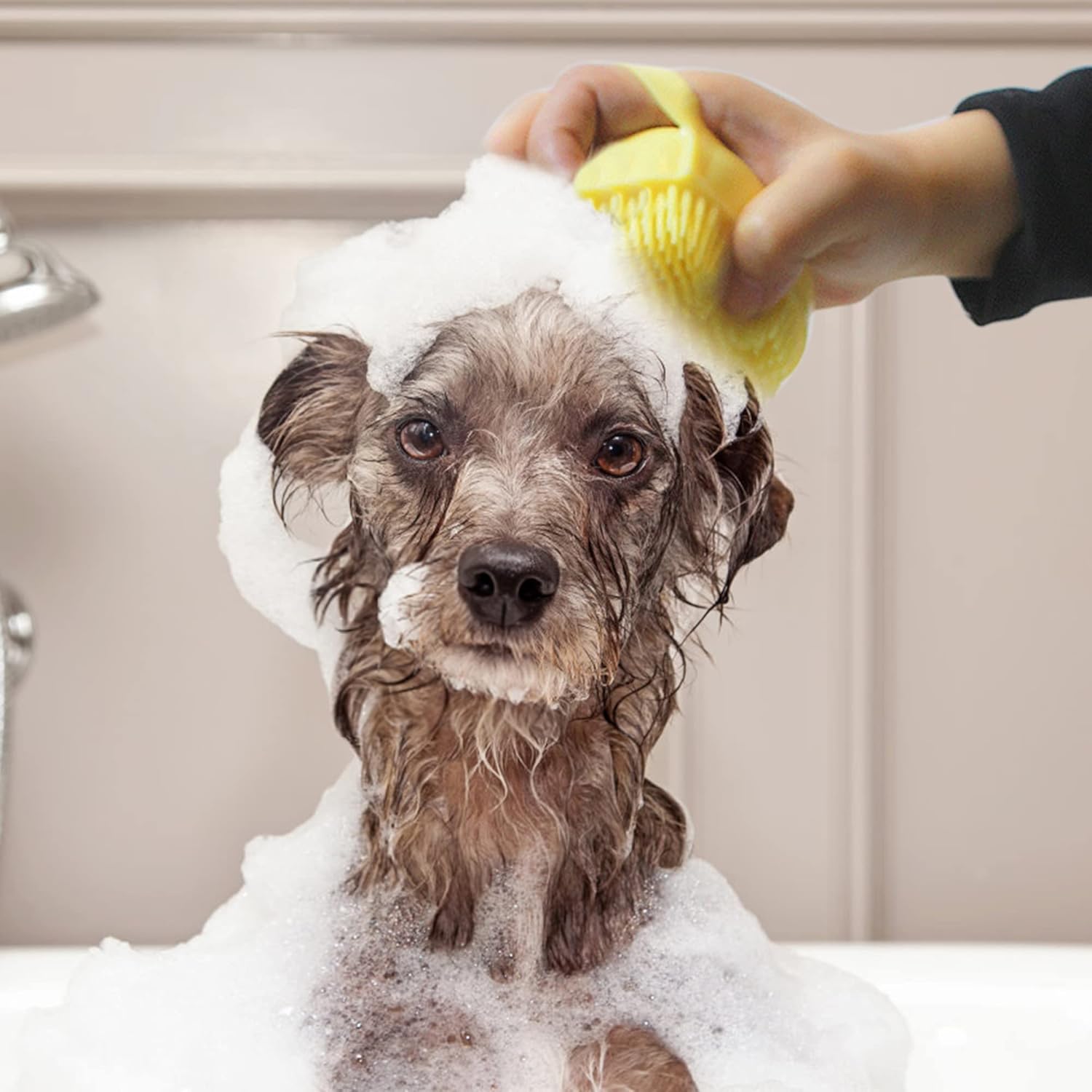 Pet Grooming & Hygiene – Kasper The Friendly Kat